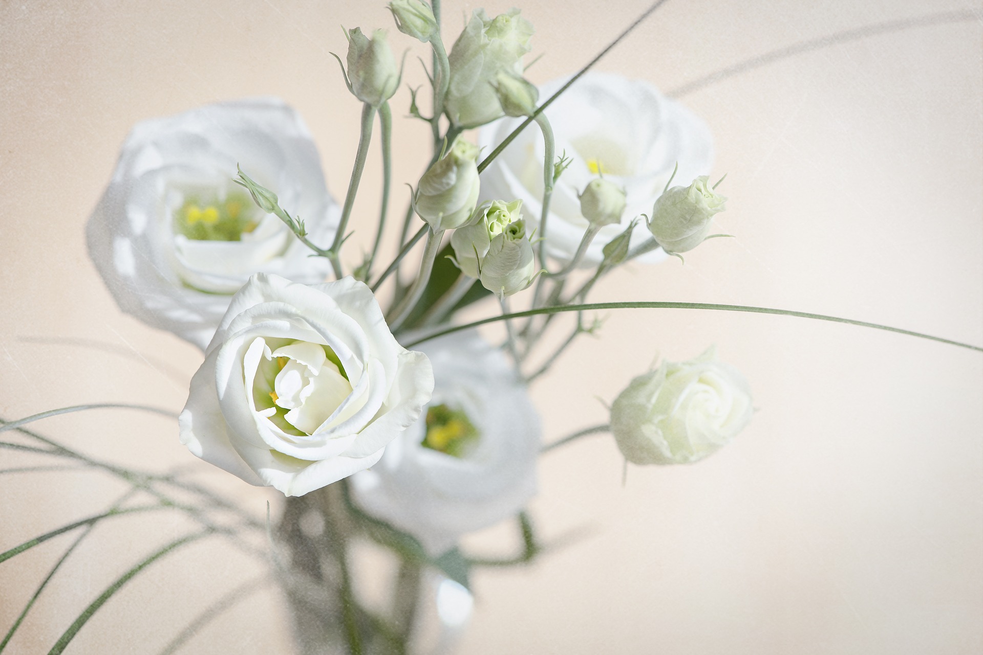The Beauty of the Lisianthus Flowers | Sun Florist & Events